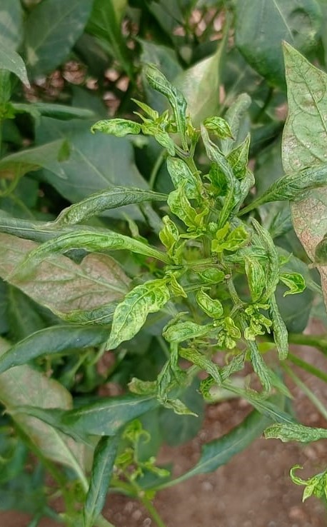 chilli Object Detection Dataset and Pre-Trained Model by disease detection