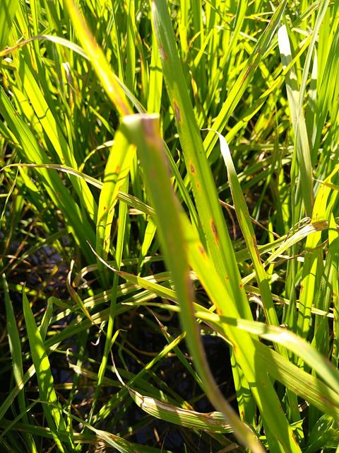 Paddy Object Detection Dataset And Pre Trained Model By Paddy Disease