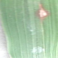 paddy disease detection using yolov5 - Roboflow Universe