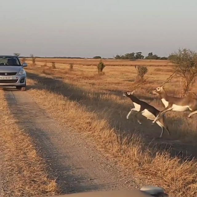 Indian animal species detection Object Detection Dataset by HAA