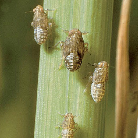 rice pest detection Classification Dataset by pest