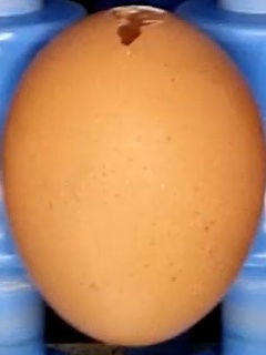 Project2 Object Detection Dataset by YoungBin