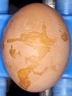 EGG Classification Dataset and Pre-Trained Model by YoungBin