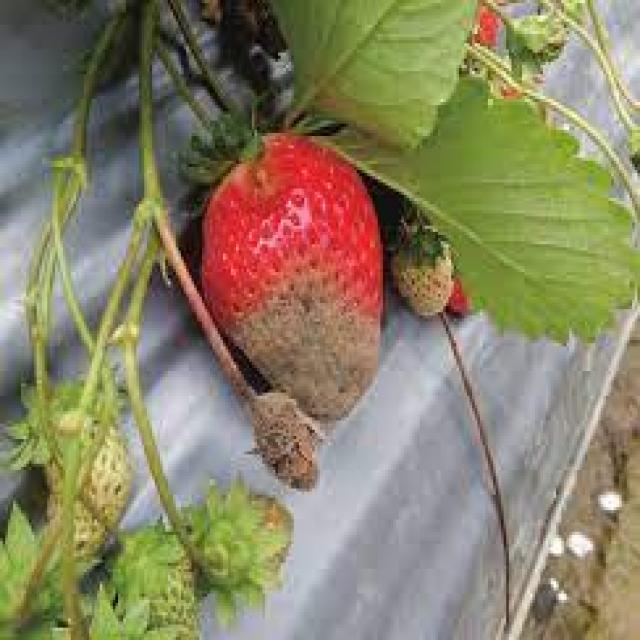 Strawberrydetection Object Detection Dataset By Object Detection Ws