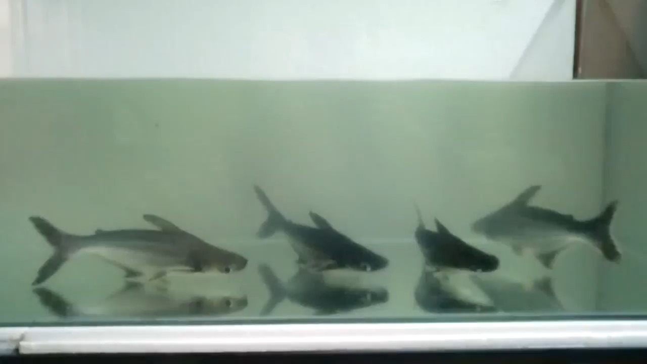 fish detection Object Detection Model by EDP