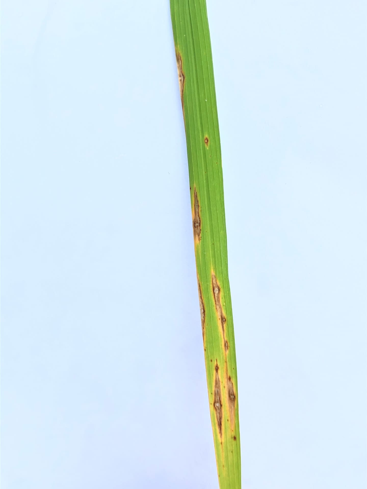 Rice Leaf Blast Disease Object Detection Dataset by India Project