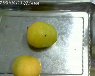 Mango Instance Segmentation Dataset by Machine Learning