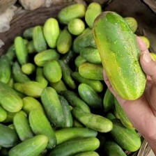 Cucumber Instance Segmentation Dataset by Machine Learning