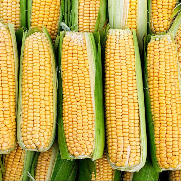 Corn Instance Segmentation Dataset by Machine Learning