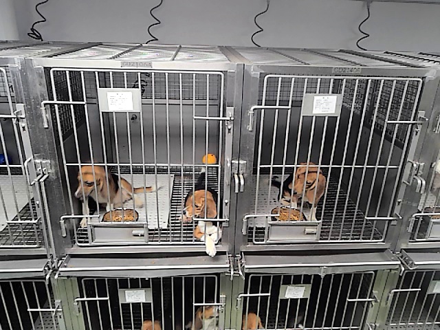 dog action recontion Object Detection Dataset by project-ca7wy