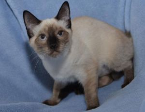 cat breeds detection Object Detection Dataset by project-ca7wy