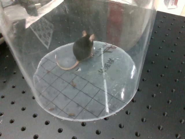 mouse keypoint Keypoint Detection Dataset by project-ca7wy