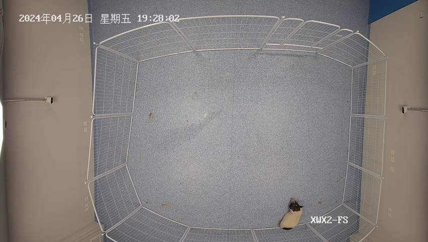 pig-seg Instance Segmentation Dataset by project-ca7wy