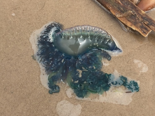 Physalia_image_classification Classification Model by ...