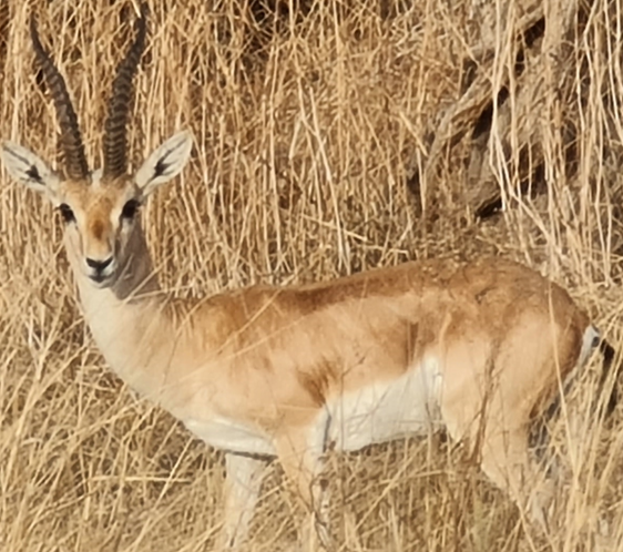 Deer Classification Object Detection Model by Curie