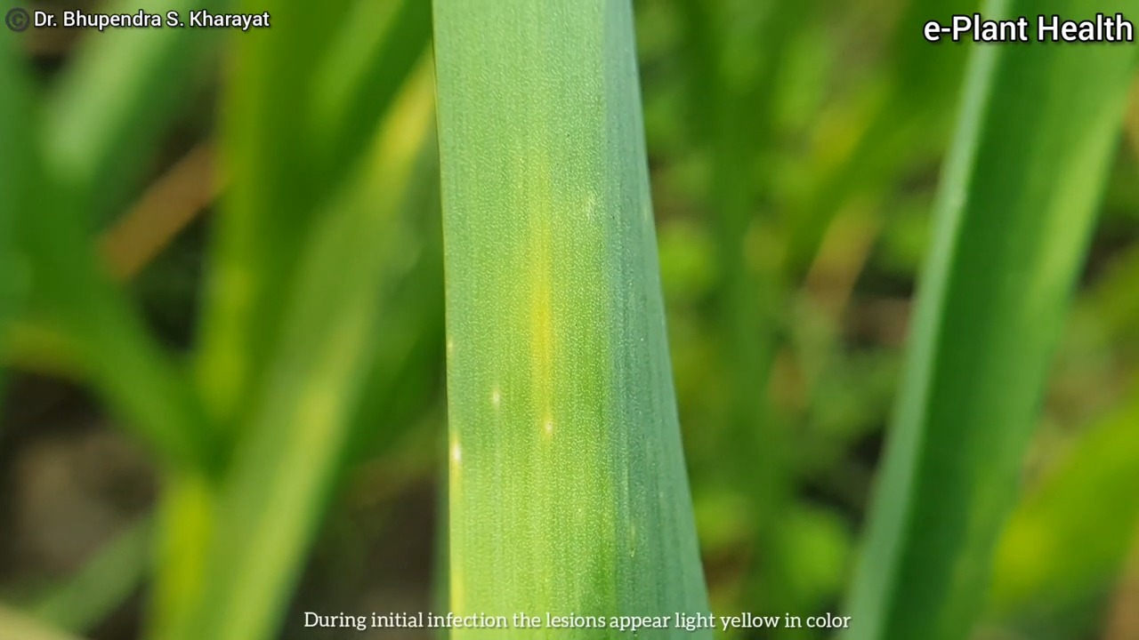 garlic pest and diseases Object Detection Dataset by test