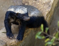 PyThon (python-p28tj) - Roboflow Universe