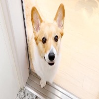 6 Dog Breeds Object Detection Model by CV Project v2