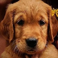 6 Dog Breeds Object Detection Model by CV Project v2