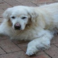 6 Dog Breeds Object Detection Model by CV Project v2