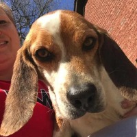 6 Dog Breeds Object Detection Model by CV Project v2