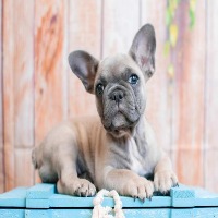 6 Dog Breeds Object Detection Model by CV Project v2