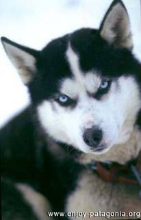 Dog Breed Detection 2.0 Object Detection Dataset and Pre-Trained Model by CV Project v2