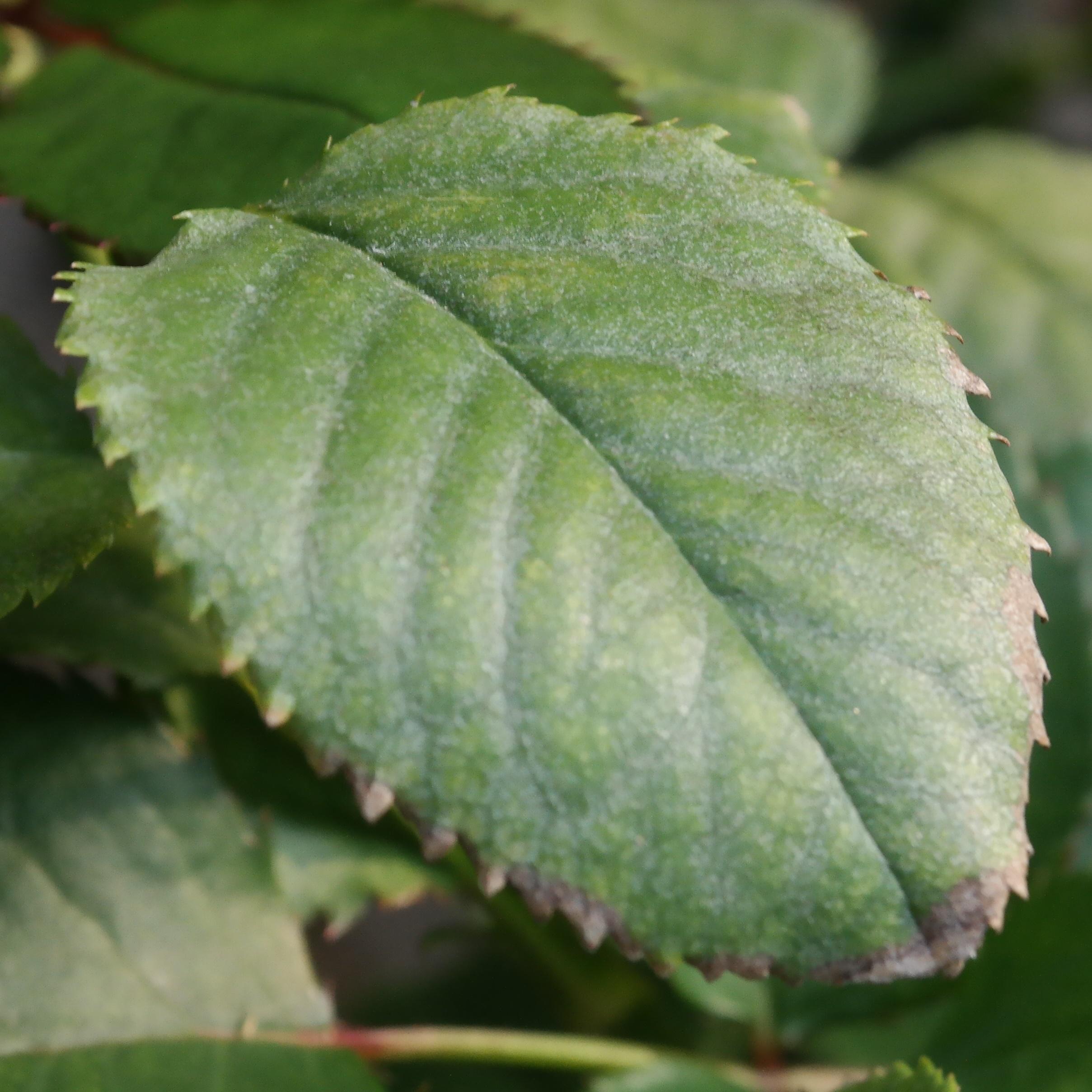 ML (ml-rbrpw) - Roboflow Universe