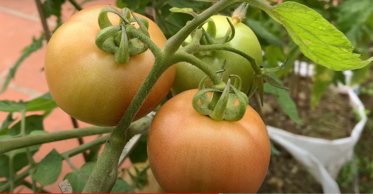 Tomato ripeness classification Instance Segmentation Dataset by gdufe