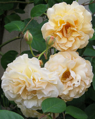 flowers Object Detection Dataset and Pre-Trained Model by bunny