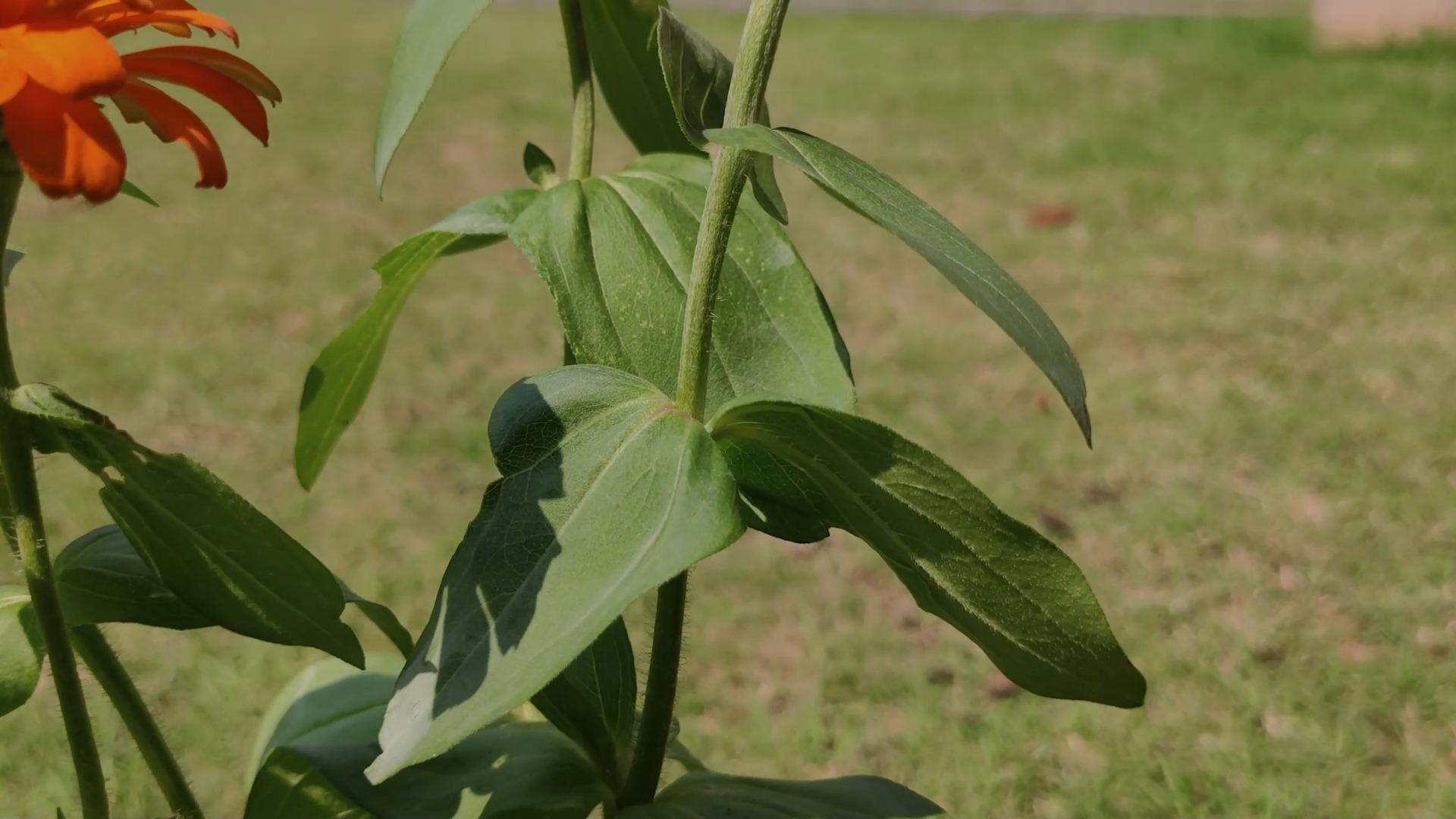 yellow-flowers-all Object Detection Dataset by Lakshantha Dissanayake