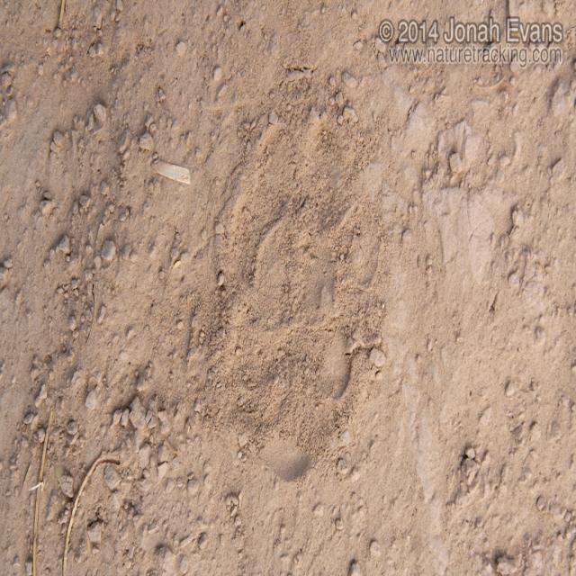 Footprint recognition - animals Classification Model by Animal ...