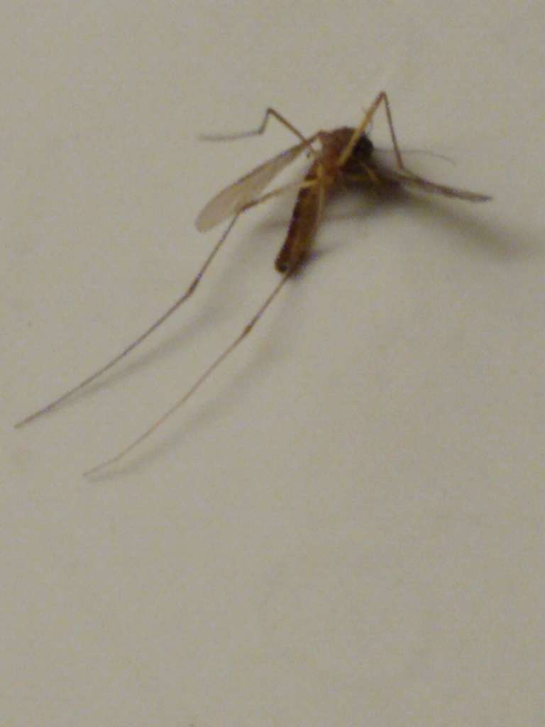 Mosquito Object Detection Dataset By Frankfurt University Of Applied