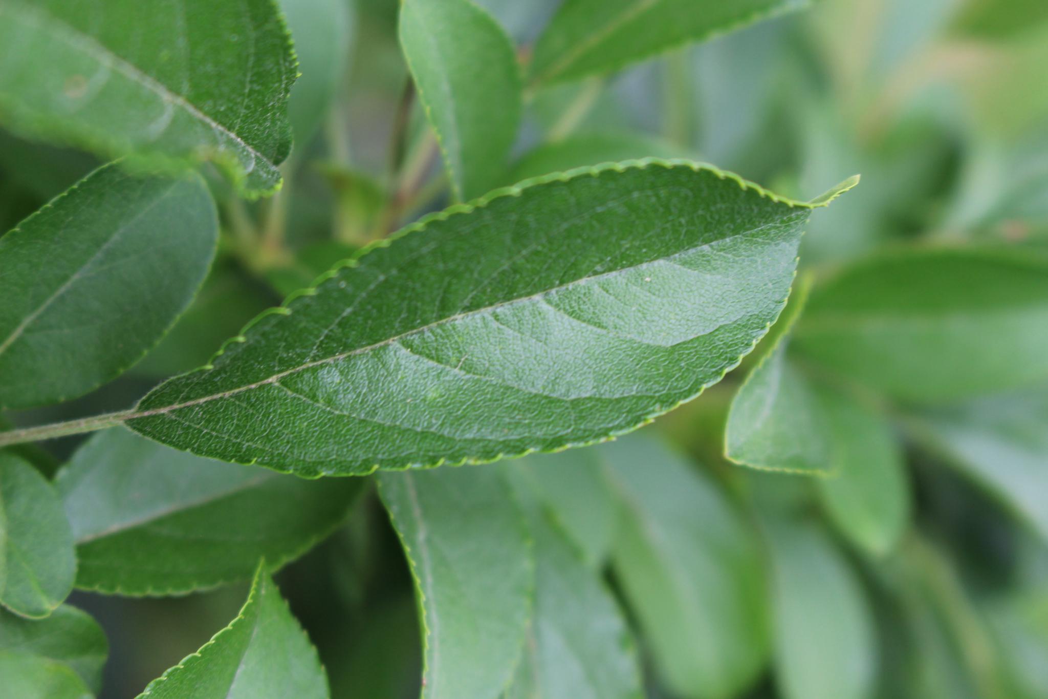 plant disease Object Detection Dataset by pid