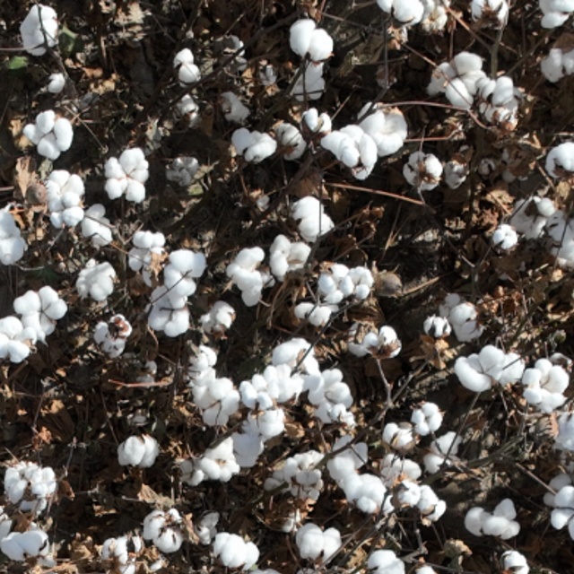 cotton Object Detection Dataset by Test
