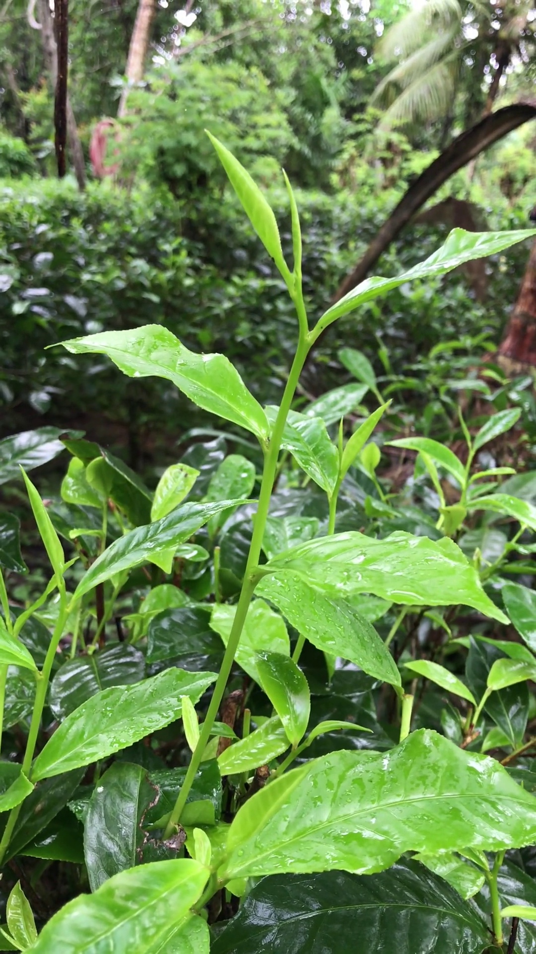 Tea Havesting Instance Segmentation Model by TeaHavesting