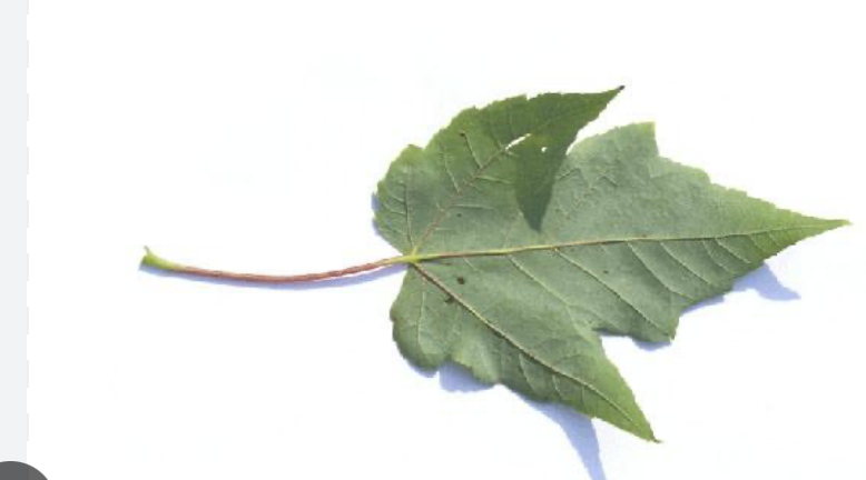 Leaves Object Detection Dataset by Ethans Space