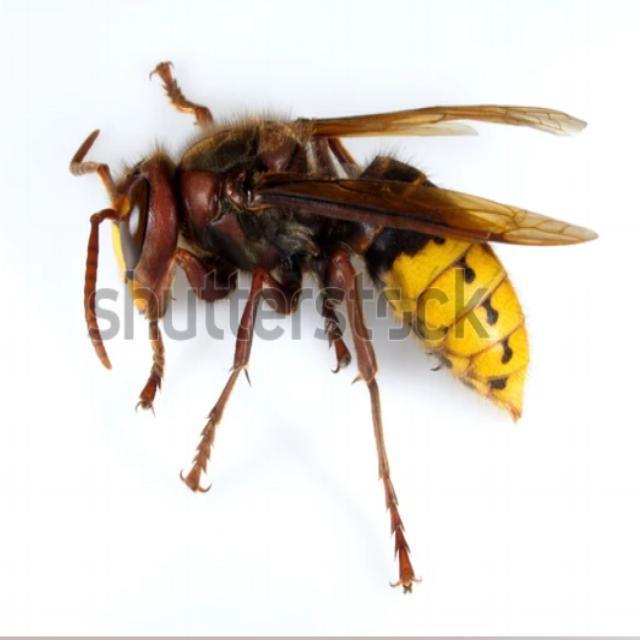 bee Object Detection Dataset by ncnu