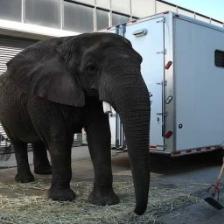 Elephant detection Og Object Detection Dataset by Balaji stalin