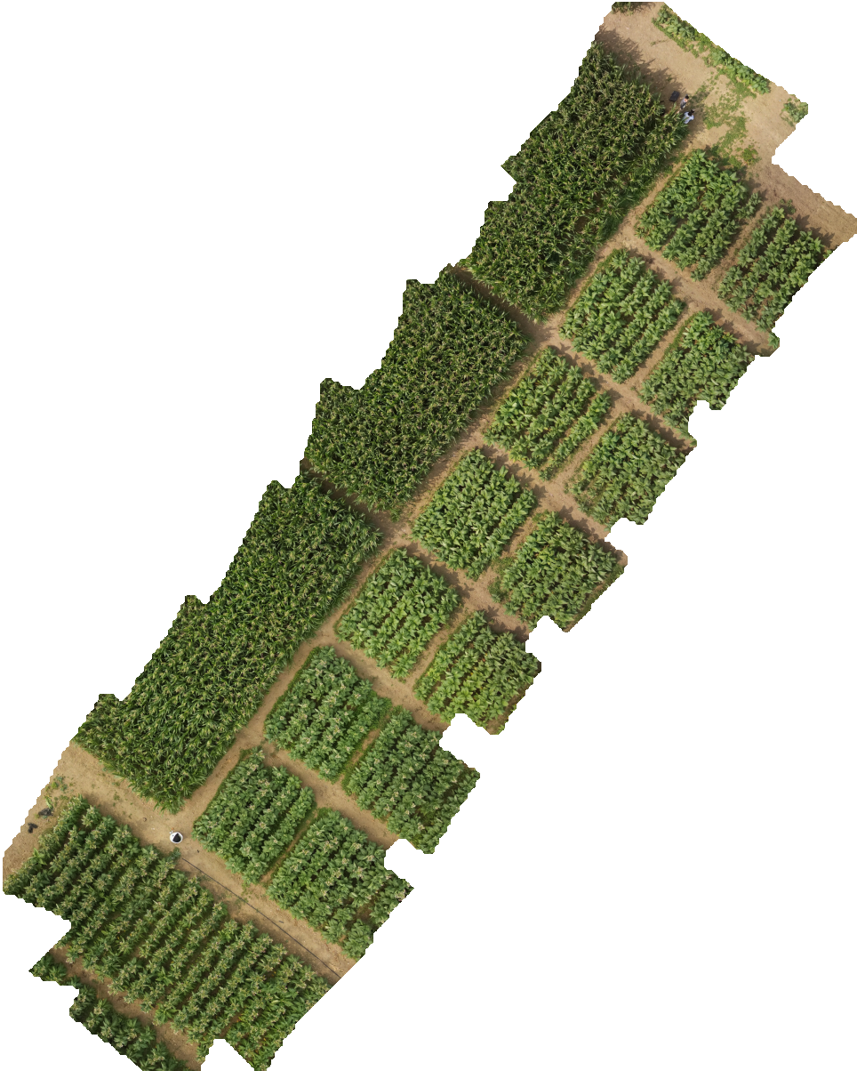 Tobacco Crop Detection Aerial 2 Instance Segmentation Dataset By
