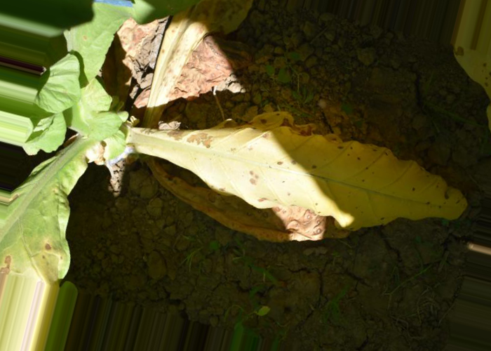 Tobacco Maturity Classifier Classification Model by Mapping Tobacco