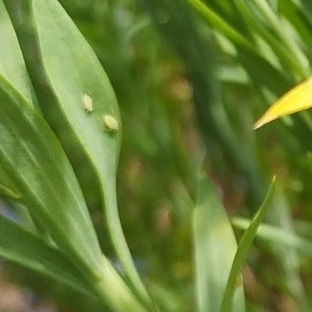 Aphids Object Detection Dataset by asphyxiaSea