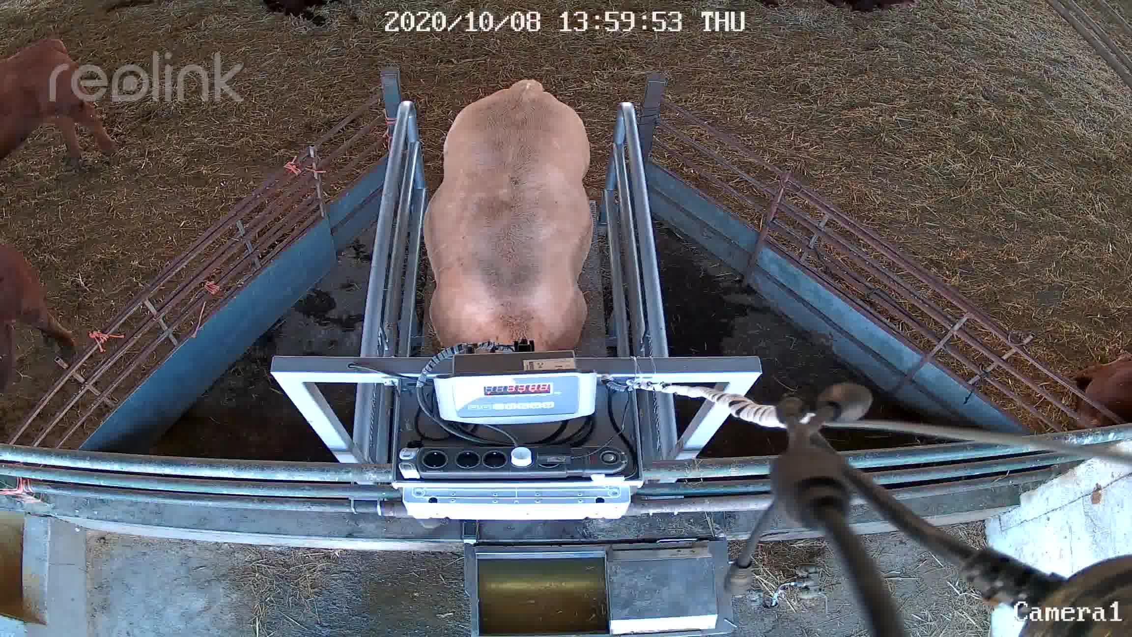 Teneros_2 Instance Segmentation Dataset by Instance Segmentation3