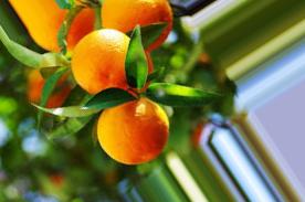 Vegetables and Fruits Object Detection Dataset by Skylab