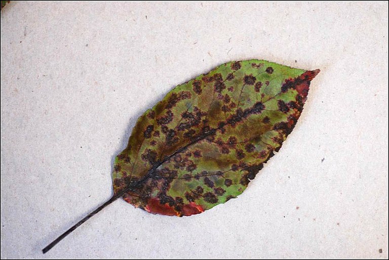 Apple Scab Leaf Semantic Segmentation Model by plantdisease