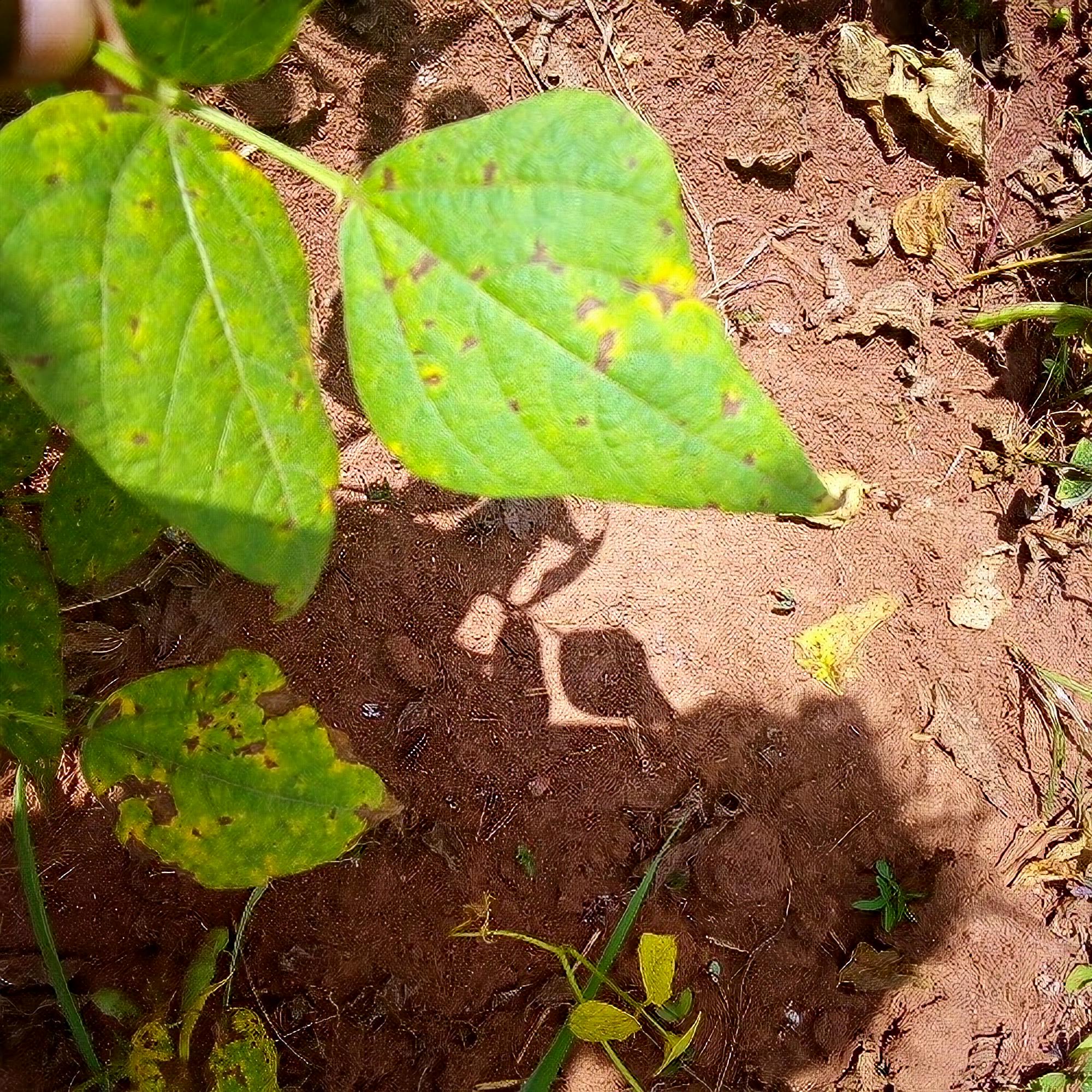 Bean leaf lesion Classification Model by SLIIT