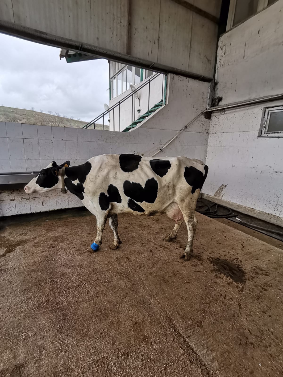 muaz (muaz-su3ma) - Roboflow Universe