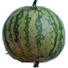 Watermelon Samples Object Detection Model by potatori