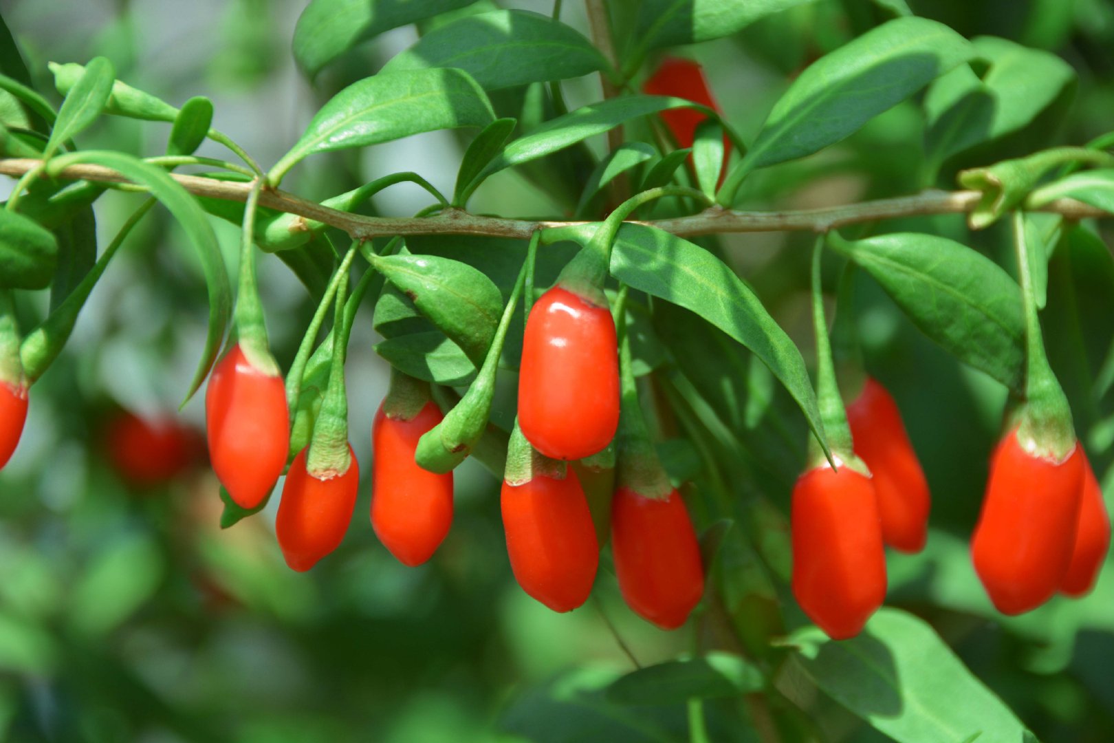 枸杞轮廓-边缘检测 Instance Segmentation Dataset and Pre-Trained Model by project-tsc7p