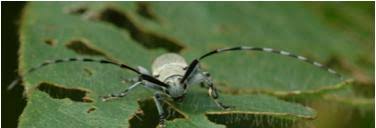 Desert Locust Object Detection Model by Alyaqadhan